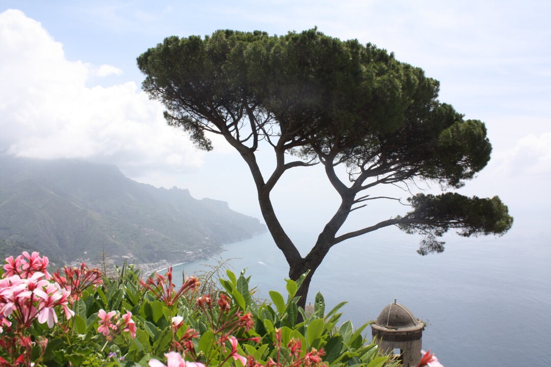 Ravello Tree - Etsy