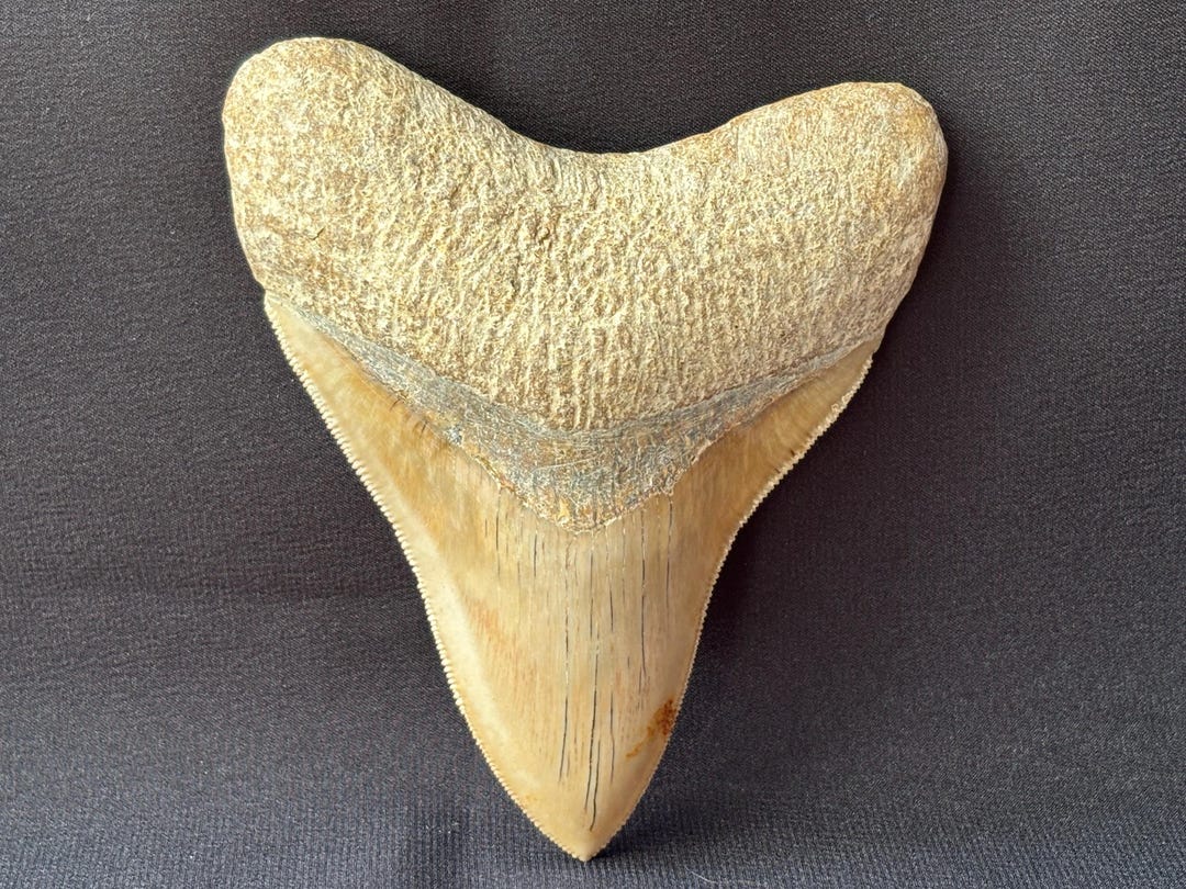 Megalodon Fossil Tooth From Java Indonesia - Genuine Prehistoric Shark ...