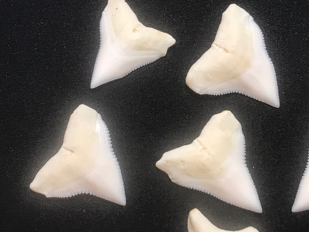 Natural Tiger Shark Tooth: Jagged Fossil Jewelry (0.3-0.5g) - Etsy