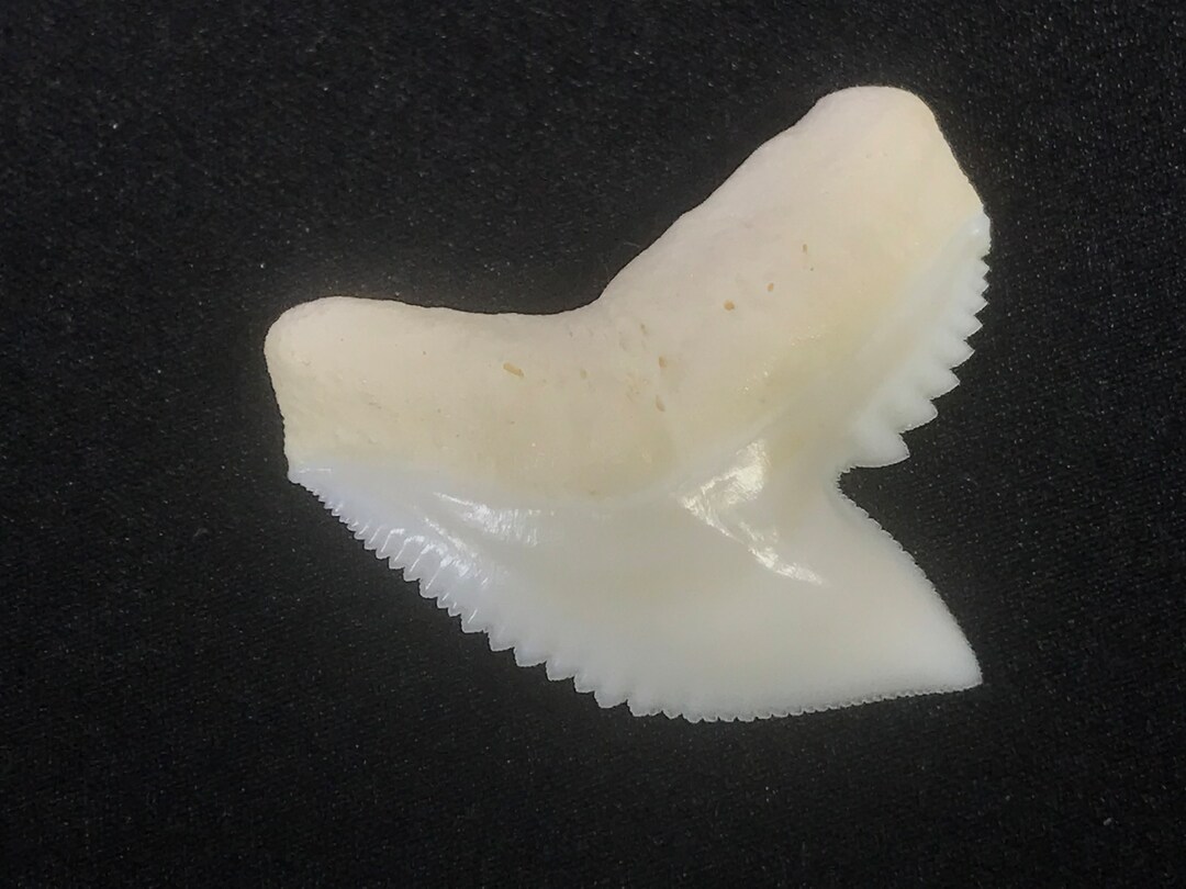 TIGER SHARK Tooth 2 2.5 G Natural Tooth From Kalimantan Indonesia No ...
