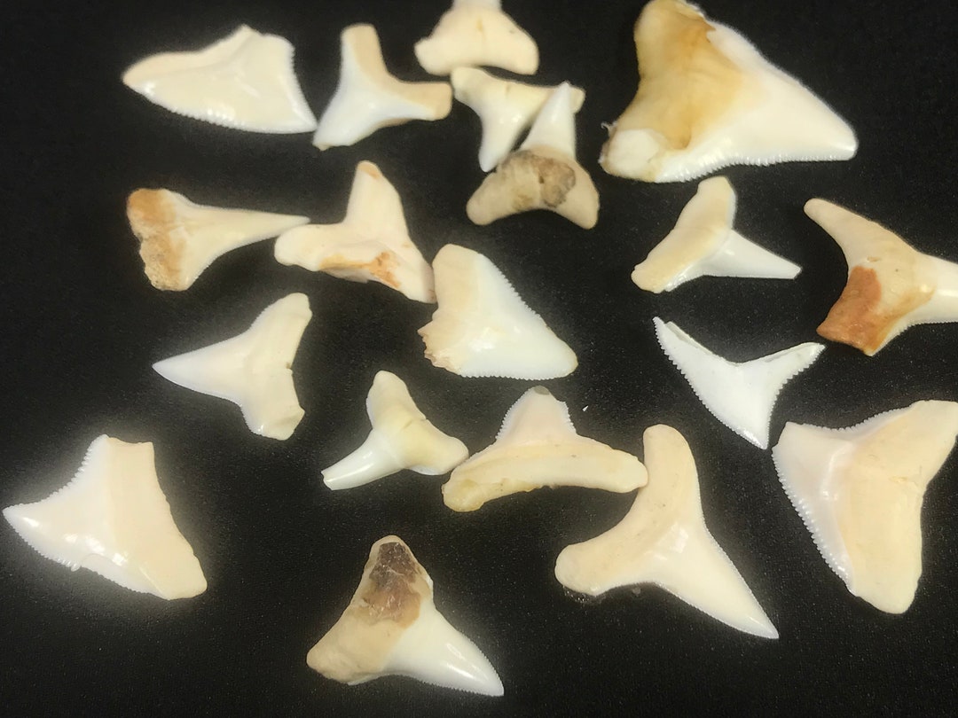 SHARK Fresh Teeth - Lot of Partly Broken Teeth - 9.3 G - Natural Tooth ...
