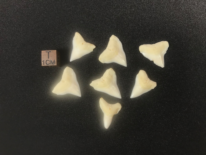 Natural Tiger Shark Tooth: Jagged Fossil Jewelry (0.3-0.5g) - Etsy