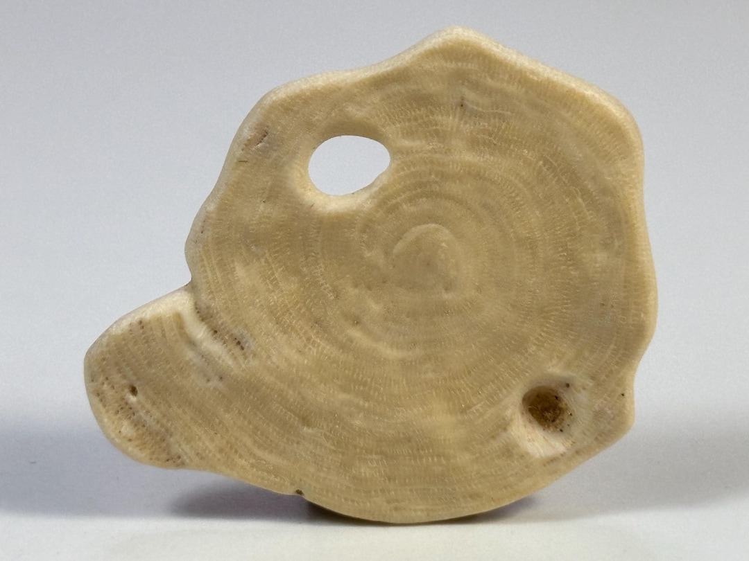 NUMMULITE Rare Fossil - Amazing With Natural Hole - One Cell Organism ...