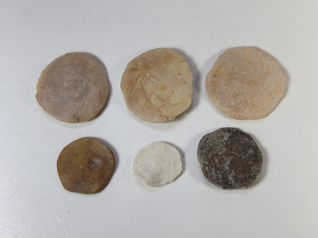 Nummulite Fossil Set: Authentic - Etsy