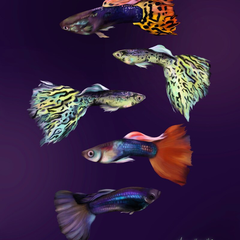 Fancy Fish - Etsy