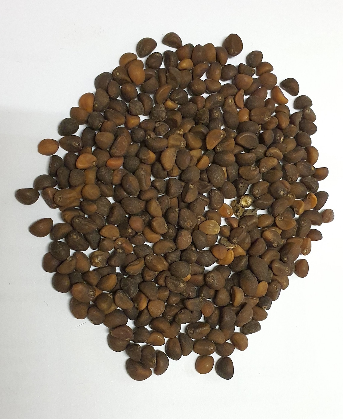 7gm 150 non-gmo vegetable Kangkong seeds | Etsy