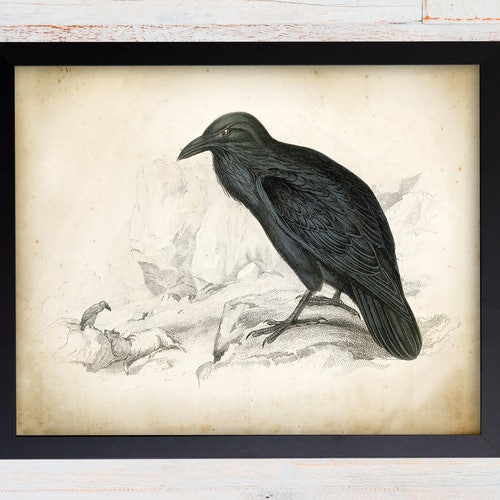 Raven Art Print. Raven Poster. Vintage Raven Illustration. - Etsy