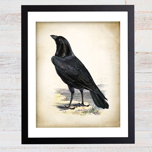 Raven Art Print. Raven Poster. Vintage Raven Illustration. - Etsy