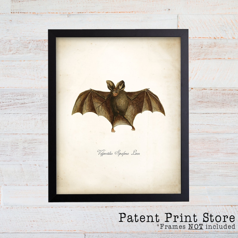 Bat Poster - Etsy