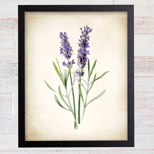Vintage Watercolor Lavender Print. Botanical Print. Art Print. - Etsy