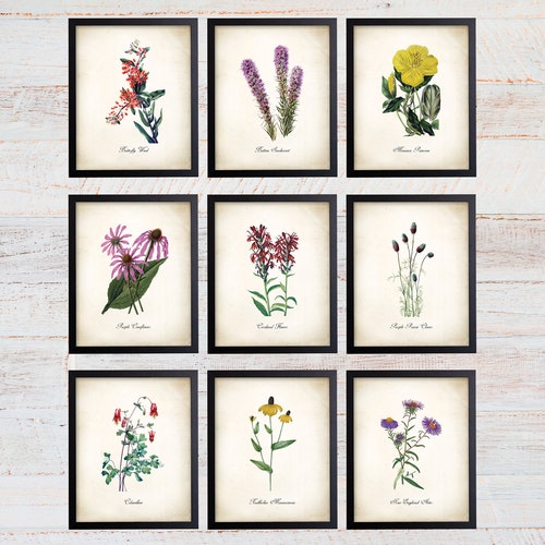 Vintage Wildflower Botanical Art Prints. Botanical Print. - Etsy