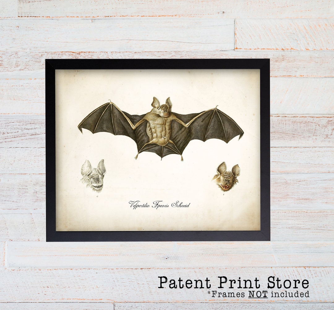 Vintage Bat Print. Bat Artwork. Vampire Bat Poster. Art Nouveau ...