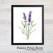 Vintage Watercolor Lavender Print. Botanical Print. Art Print. Lavender ...