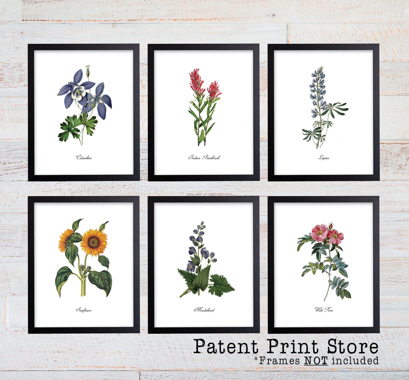 Colorado Wildflower Botanical Art Prints, Set of 6, Farmhouse Decor - Etsy