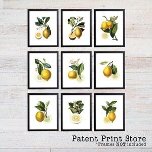 Lemon Botanical Art Prints. Lemon Prints. Flower Wall Art. Botanical ...