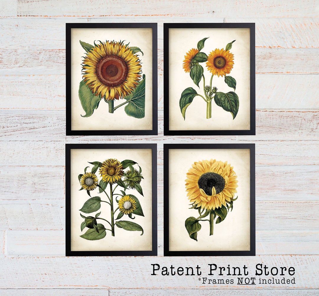 Sunflower Botanical Art Prints. Sunflower Decor. Botanical Print ...