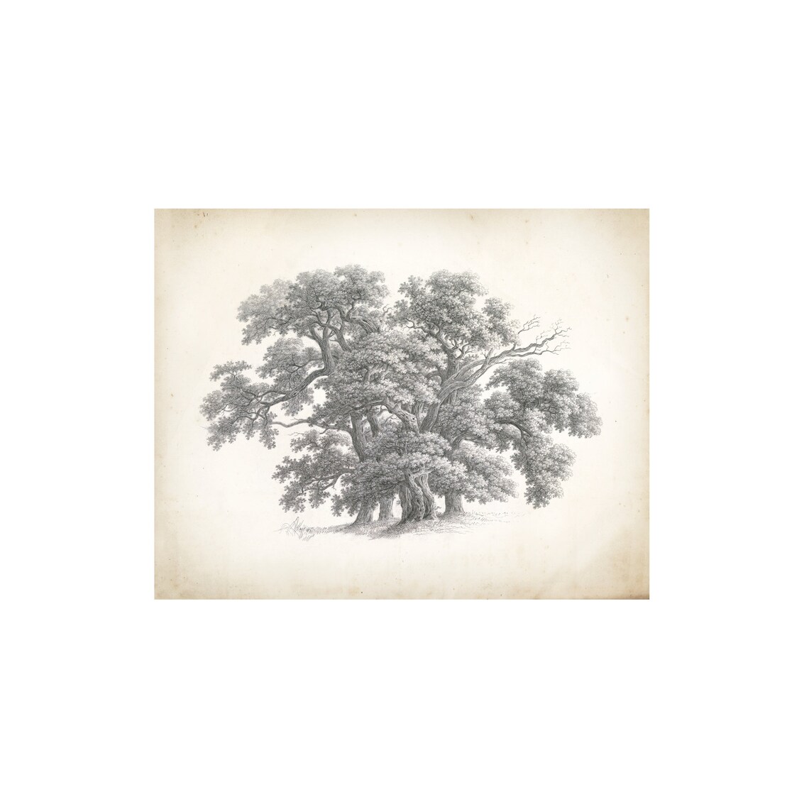 Vintage Tree Print. Great Oak Tree Drawing. Vintage Art. - Etsy