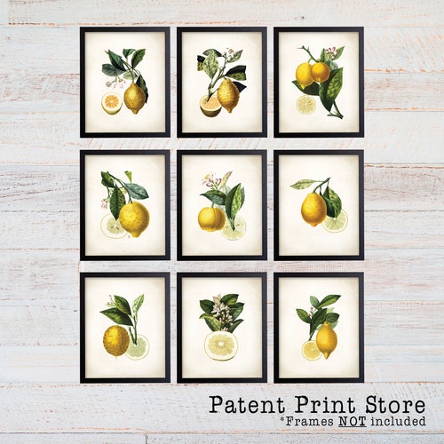 Lemon Botanical Art Prints. Lemon Prints. Flower Wall Art. - Etsy