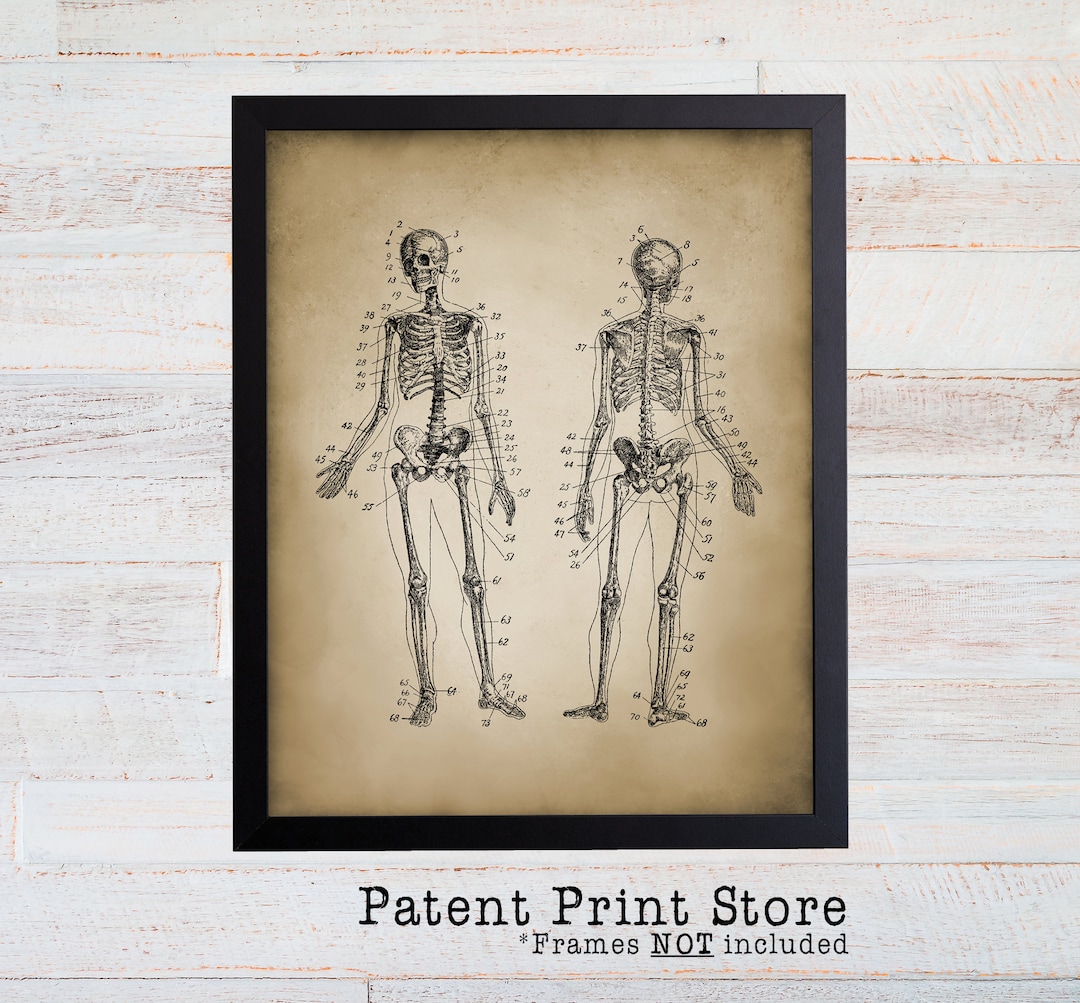 Vintage Human Skeleton Art Print. Anatomy Art Print. Science ...