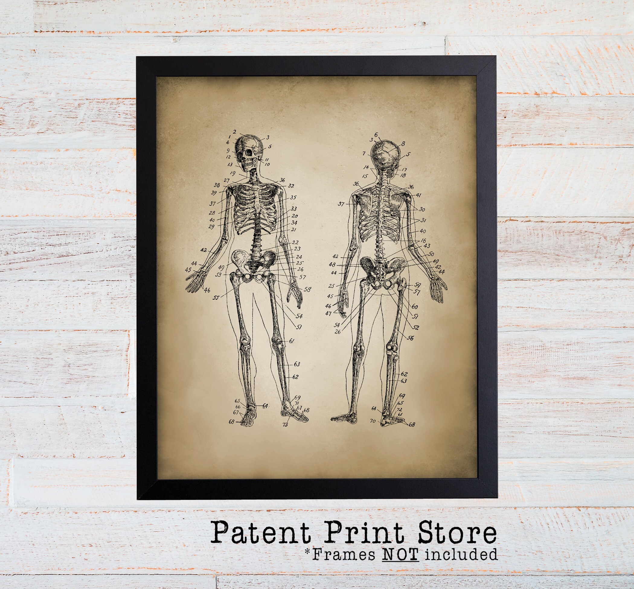 Vintage Human Skeleton Art Print. Anatomy Art Print. Science | Etsy