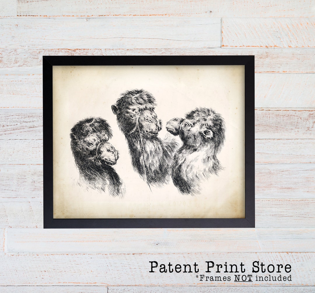 Vintage Camel Print. Camel Art. Antique Camel Prints. Dining Room Art ...