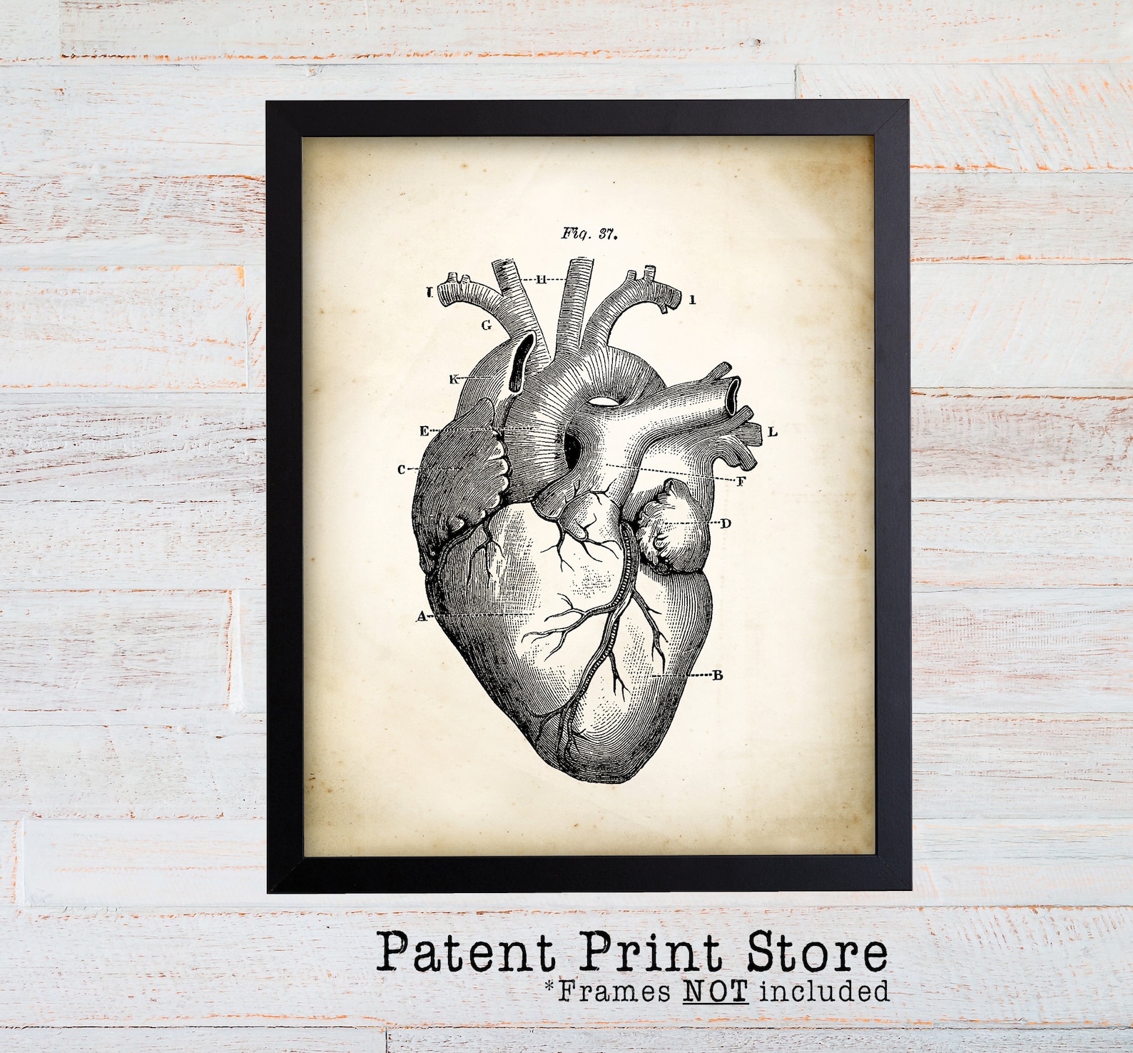 Anatomical Heart Print, Human Heart Anatomy Print, Heart Illustration ...