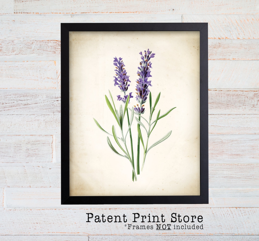 Vintage Watercolor Lavender Print. Botanical Print. Art Print. Lavender ...