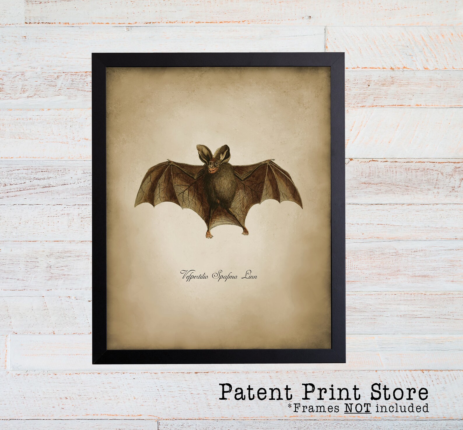 Vintage Bat Print. Bat Artwork. Vampire Bat Poster. Art - Etsy