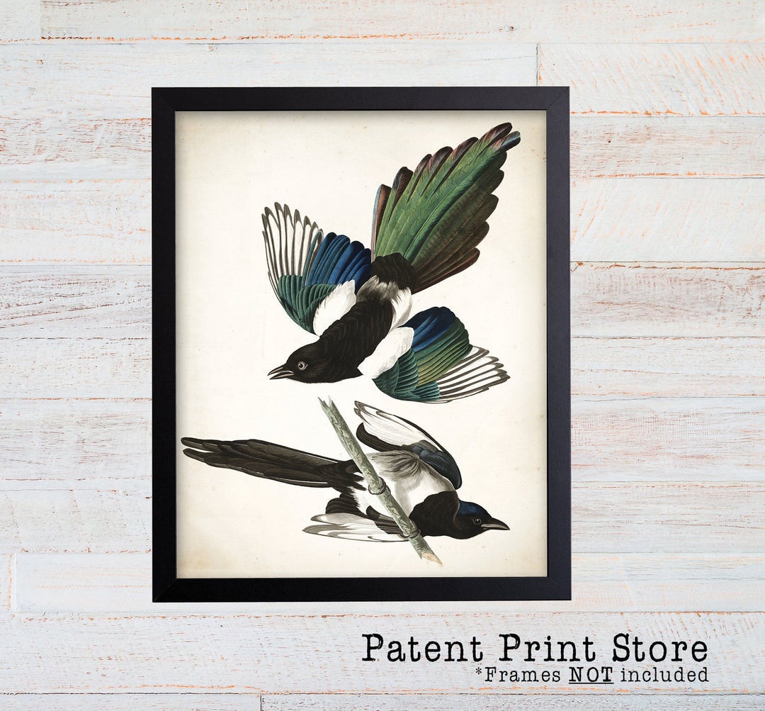 Vintage James Audubon Magpie Art Print, Coastal Living Room Decor - Etsy
