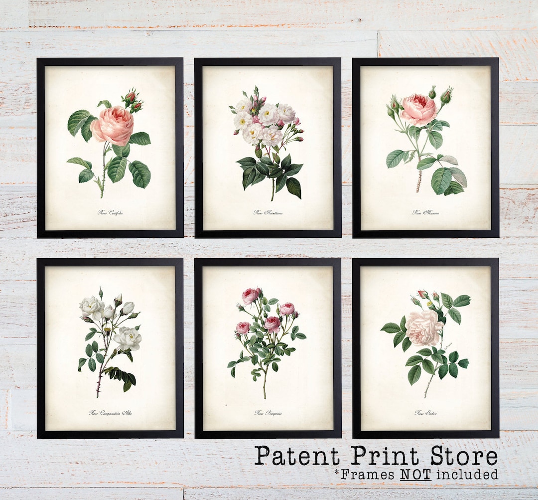 Redoute Roses Botanical Art Prints, Set of 6 - Etsy