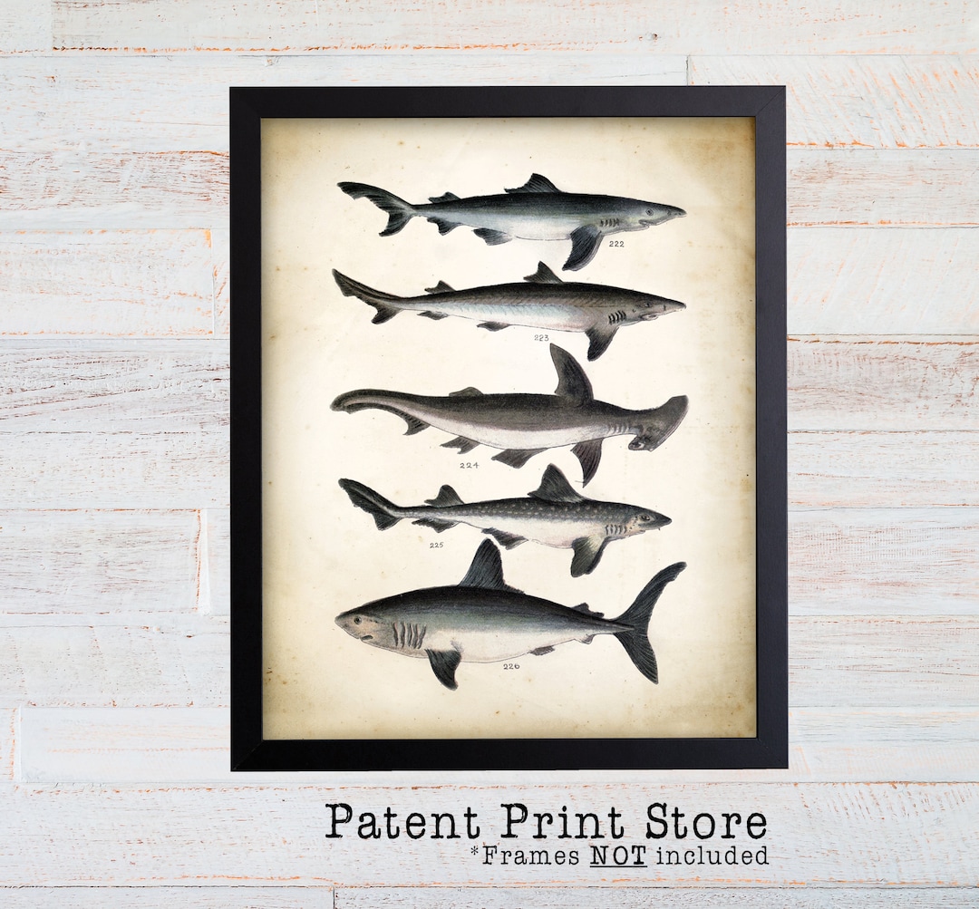 Vintage Shark Poster, Shark Print, Shark Species, Nautical Decor ...
