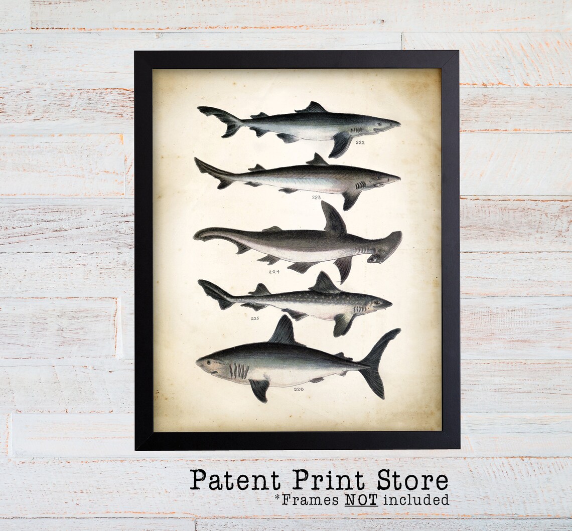Vintage Shark Poster Shark Print Shark Species Nautical - Etsy