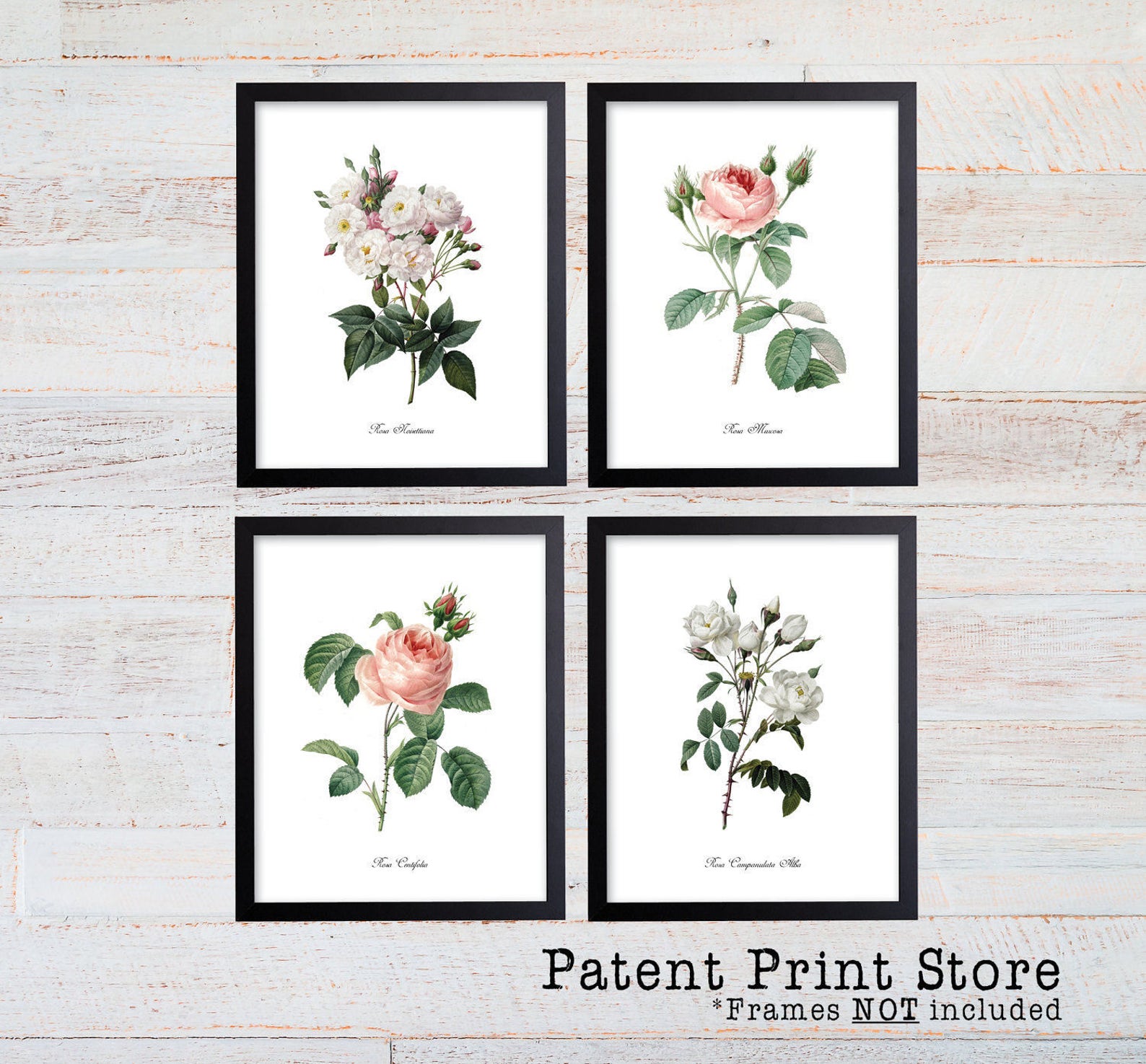 Redoute Roses Print Set. Botanical Print. Art Print. Wall Art. - Etsy