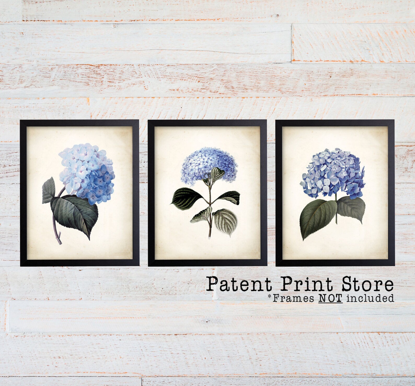Blue Hydrangea Art. Blue Hydrangea Prints. Blue Botanical Prints ...