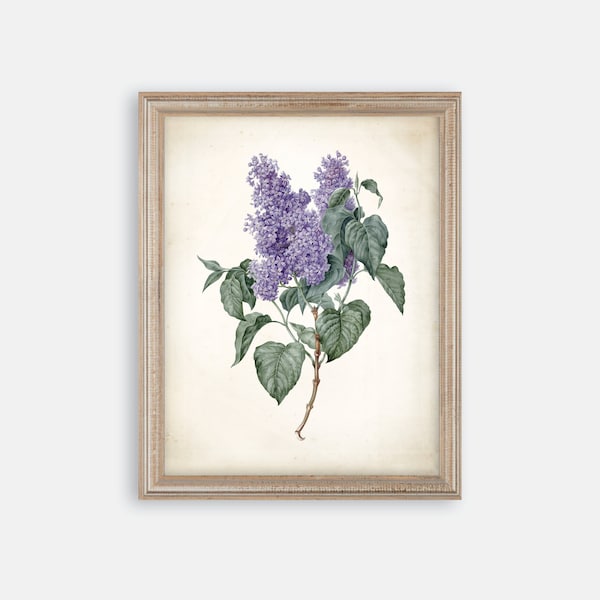 Lilac Botanical Art - Etsy