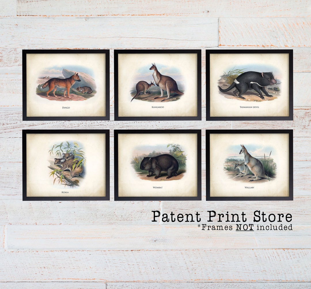 Vintage Australian Animal Print Set. Natural History Art. Natural ...