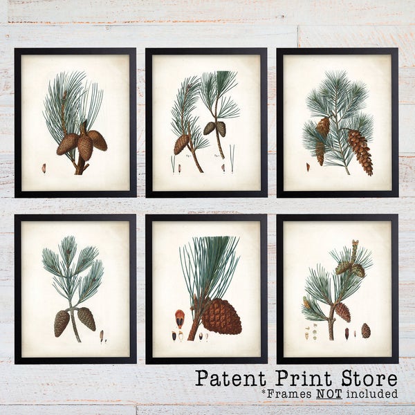 White Pine Tree Print - Etsy