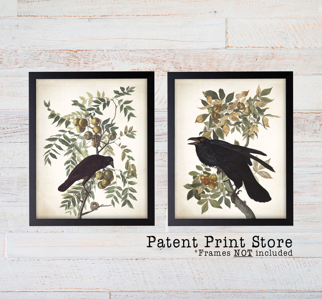 Black Birds Print Set. Audubon Crow and Raven Print Set, Audubon Bird ...