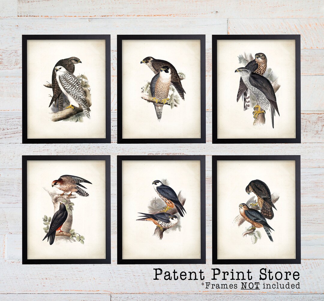 Falcon Art Prints. Falcon Print Set. Falcon Art. Bedroom. Bird Art ...