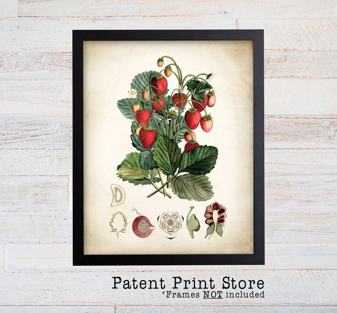 Strawberry Plant Print. Strawberries. Strawberry Art. Vintage Botanical ...