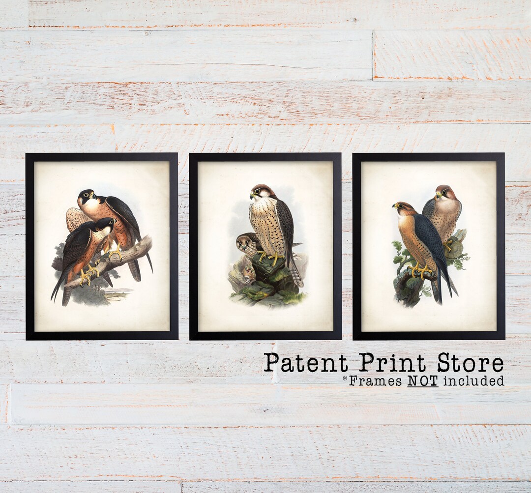 Falcon Art Print. Falcon Print. Birds of Prey. Vintage Bird Wall Art ...