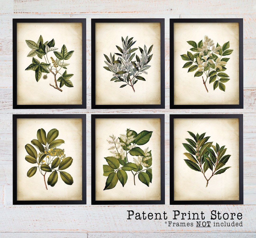 Green Tree Leaves Prints. Antique Botanical Green Tree Leaf Art Prints ...