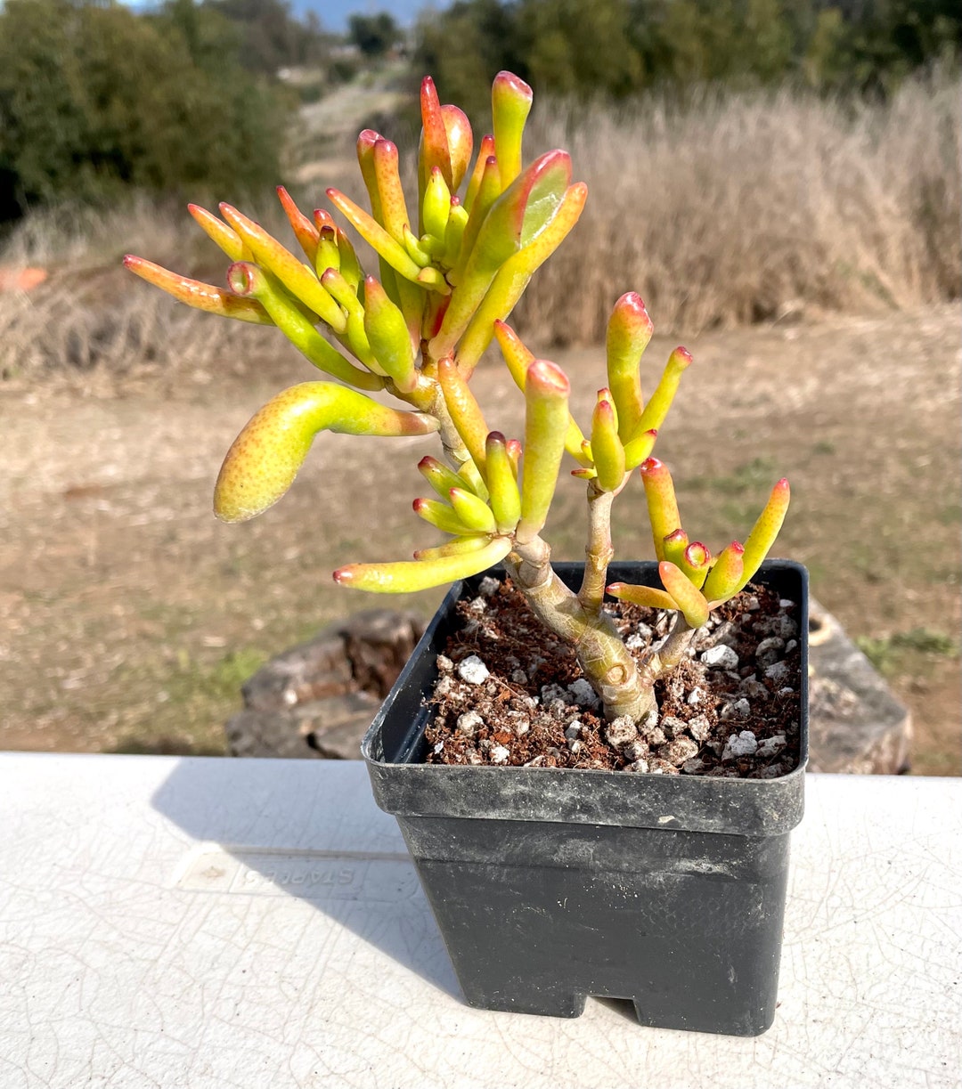 Jade Plant, Crassula Ovata, Succulent, Plant,green Succulent Plant ...