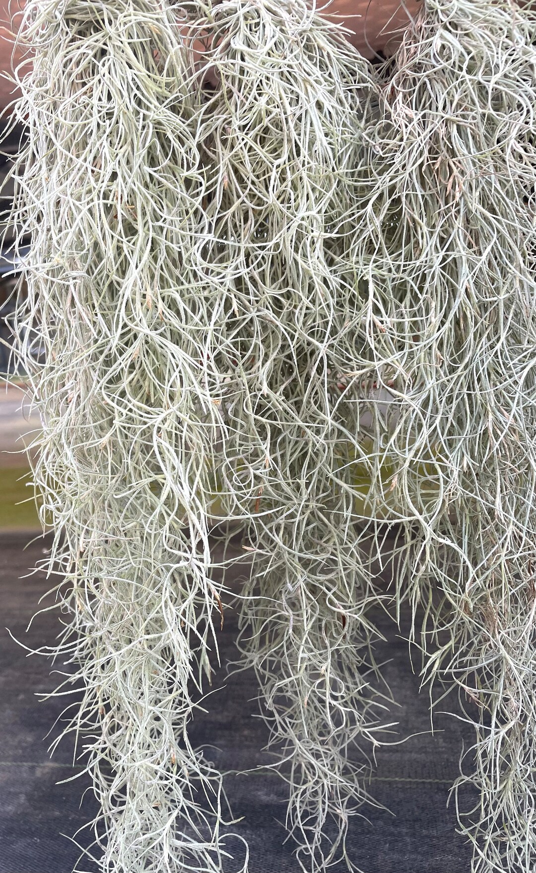 Tillandsia Usneoides Spanish Moss Big Clumps - Etsy