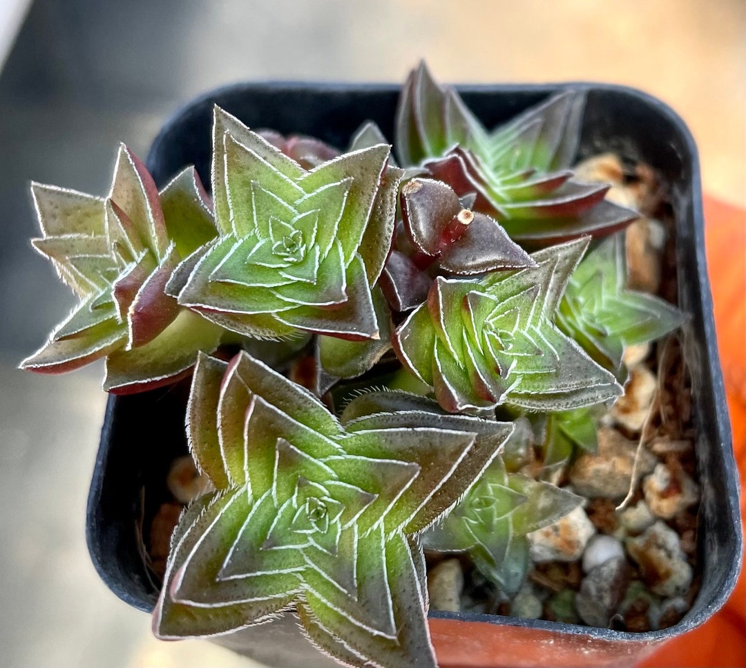 Crassula Tabularis 西之塔 Growing in 2” Nursery Pot - Etsy