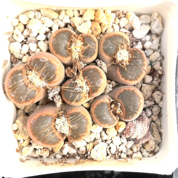 Lithops Live Plant - Etsy