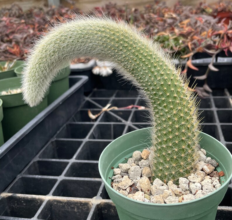 Cleistocactus Winteri Ssp. Colademononis Monkey's Tail - Etsy