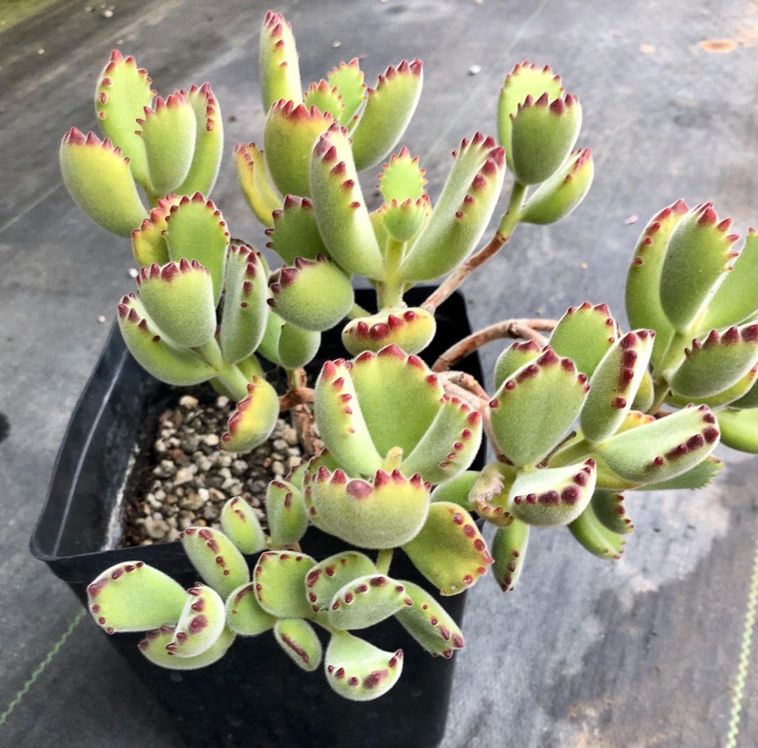 Cotyledon Tomentosa Bears Claws Growing in 5" Nursery Pot Rooted Old ...