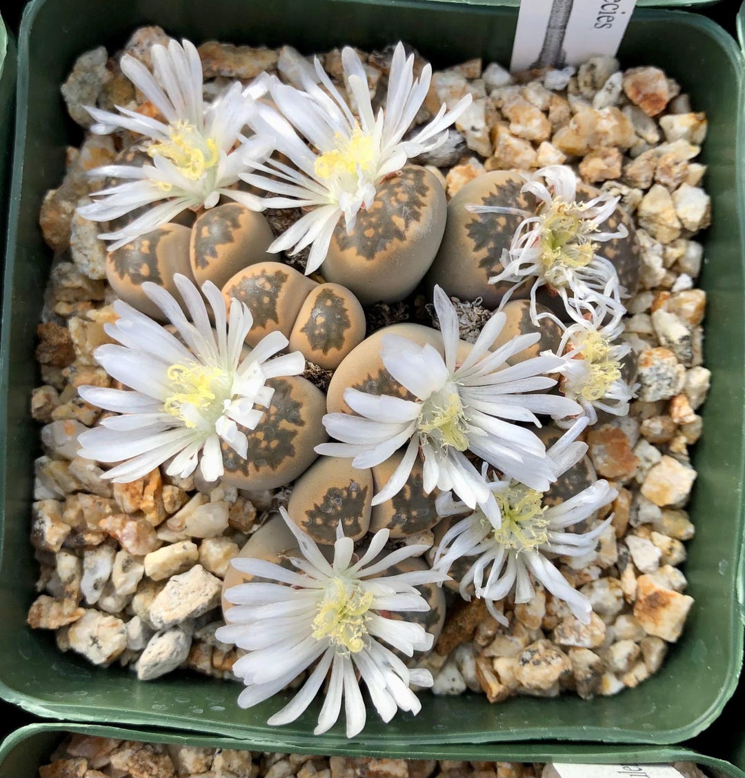 Old Lithops Plant One Random Pick of Pot of Multiple Heads Old Live ...