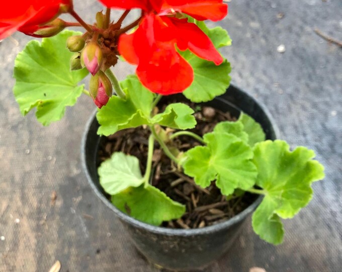 Geranium Live Plant Red Flowers Growing in 5" Nursery Pot - Etsy